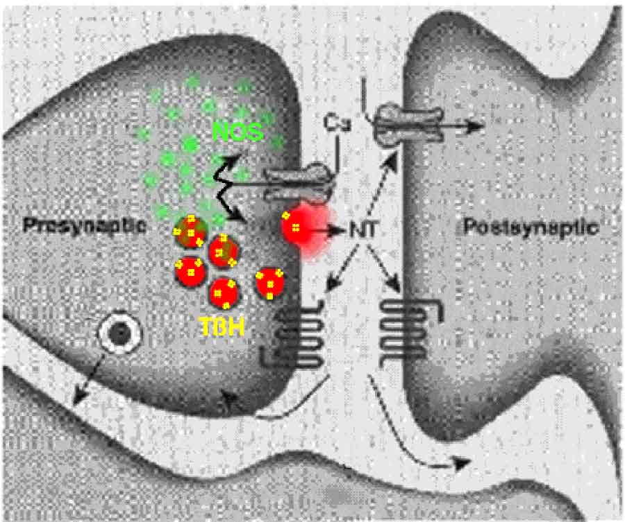 Physiological Action of Octopamine and Nitric Oxide Metabolites
