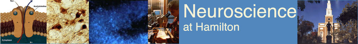 Neuroscience at Hamilton